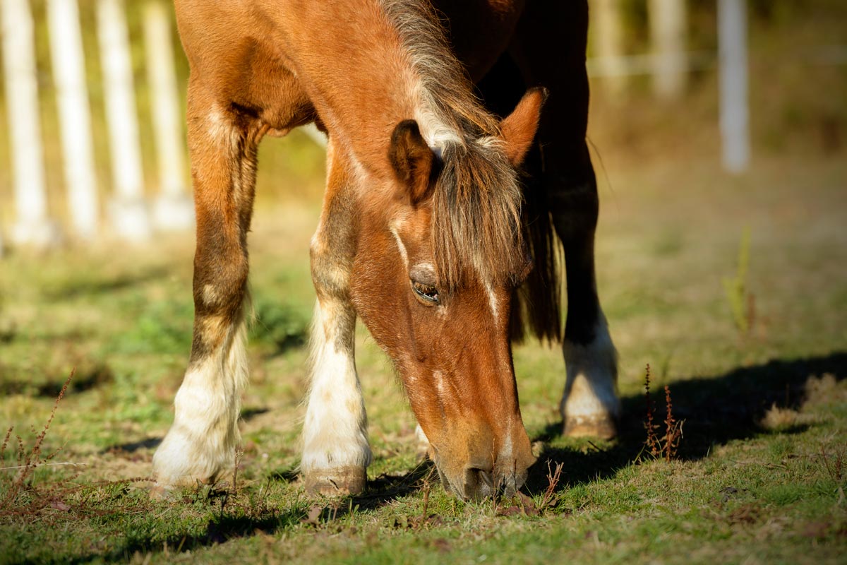 Feeding the Senior Horse - Wholesome Equine Nutrition